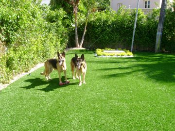 Pet Turf | Artificial Grass for Dogs | Synthetic Turf International®