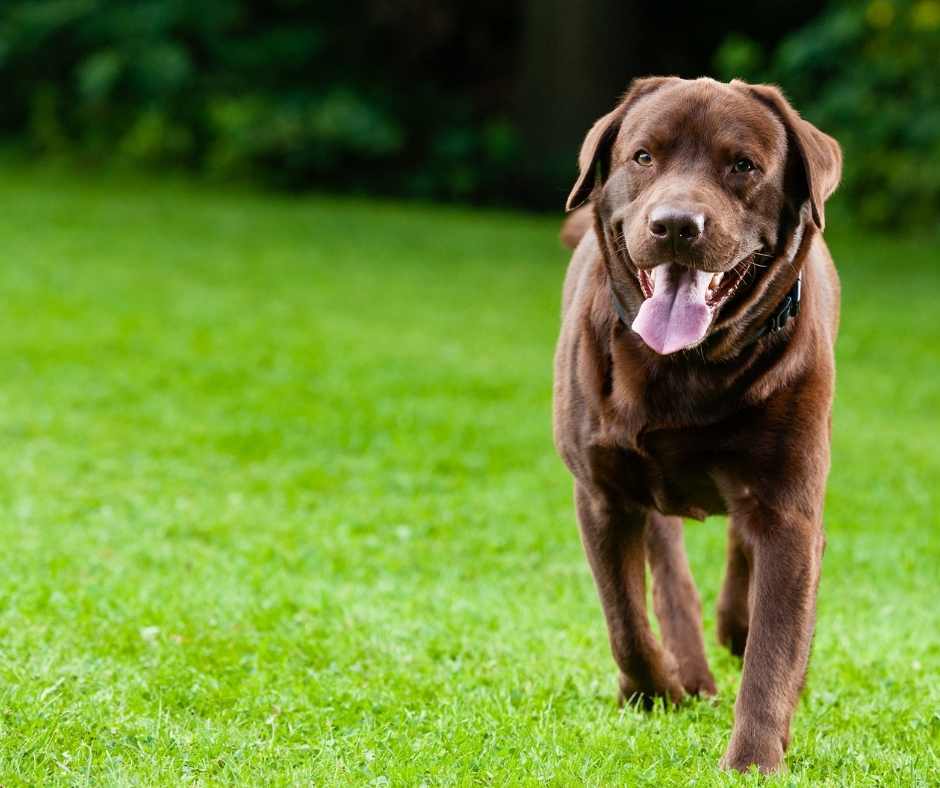What Are The Pros And Cons Of Dog Turf? - Xtreme Green Synthetic Turf